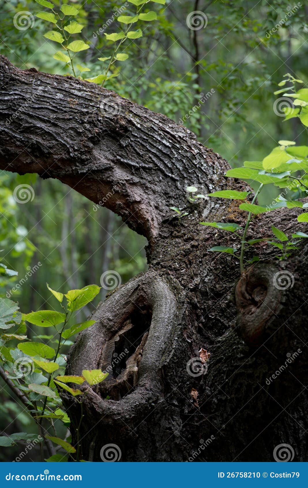Tree and leaf stock photo. Image of grass, limb, nature - 26758210
