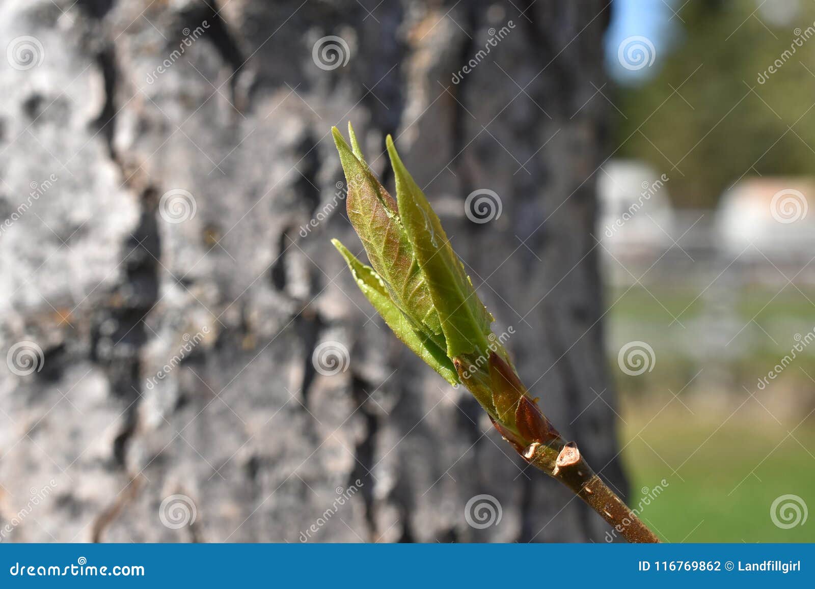 Tree Leaf Bud Close Up stock photo. Image of close, garden - 116769862