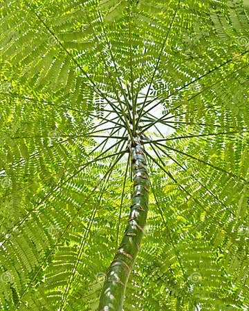 Tree and leaf canopy stock image. Image of nature, green - 23496033