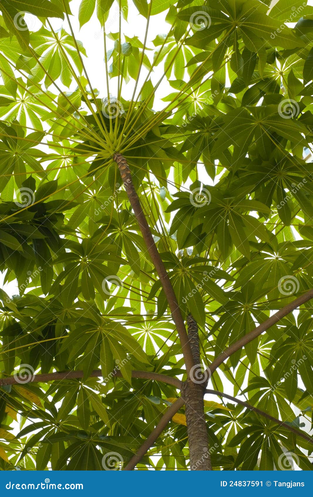 Tree and leaf canopy stock image. Image of trunk, lush - 24837591