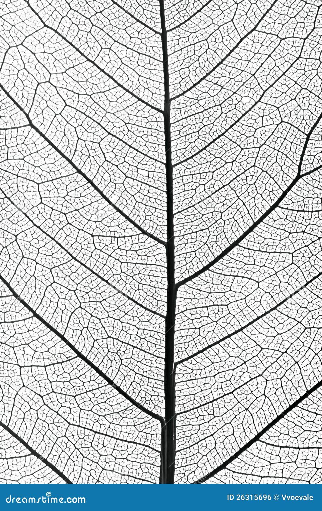 Tree leaf close up stock photo. Image of botany, design - 26315696