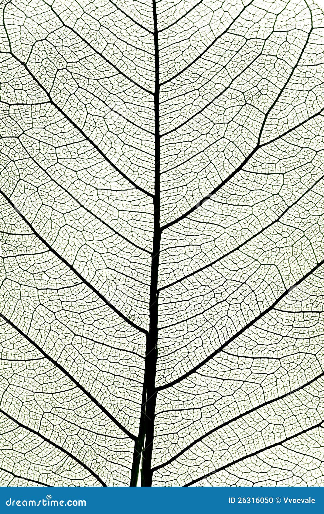 Tree leaf close up stock photo. Image of crack, abstract - 26316050