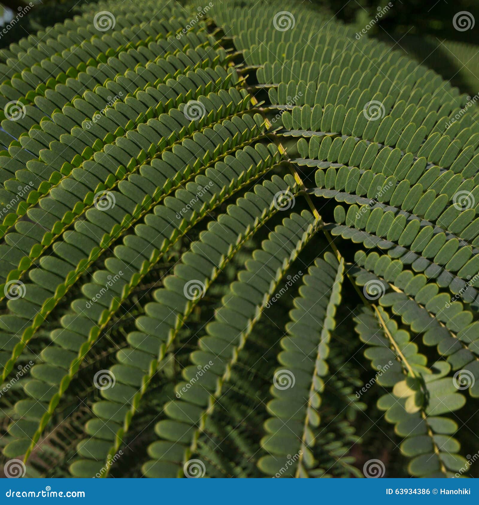 Tree leaf closeup stock photo. Image of flora, equality - 63934386