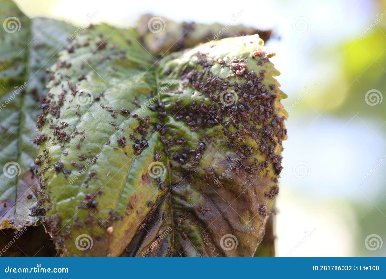 Killer aphids stock photo. Image of pesticide, insects - 281786032