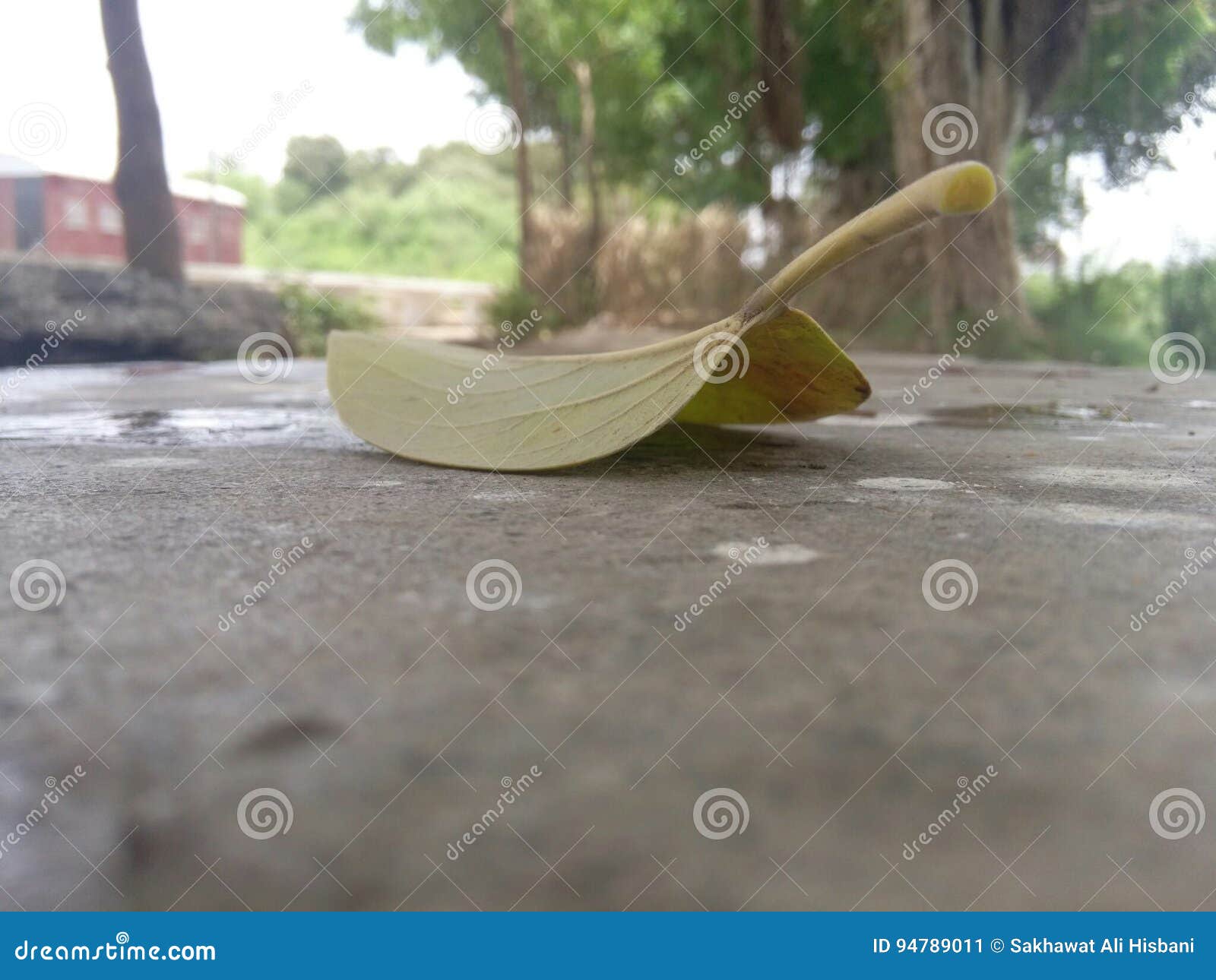 Tree of Leaf Drop on the Earth Stock Image - Image of tree, drop: 94789011