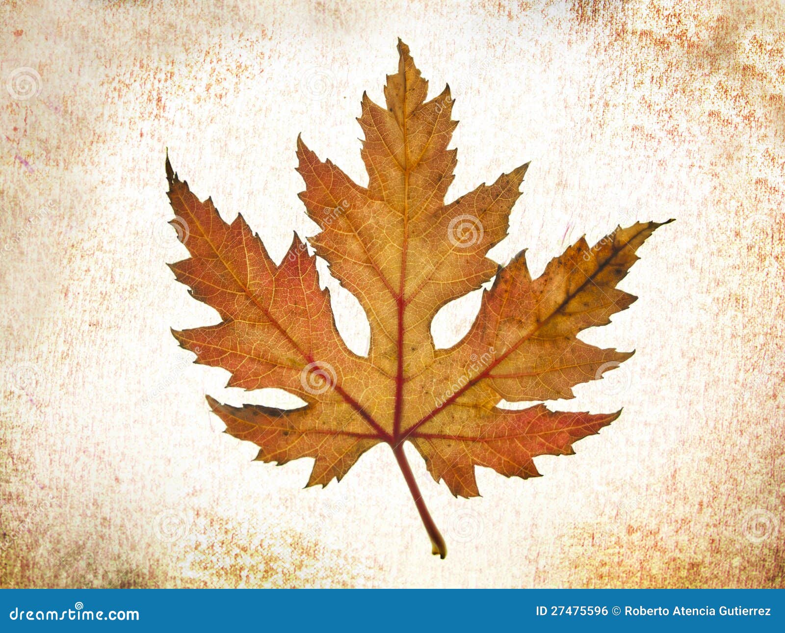 Tree leaf fall stock photo. Image of brown, leaf, canadian - 27475596