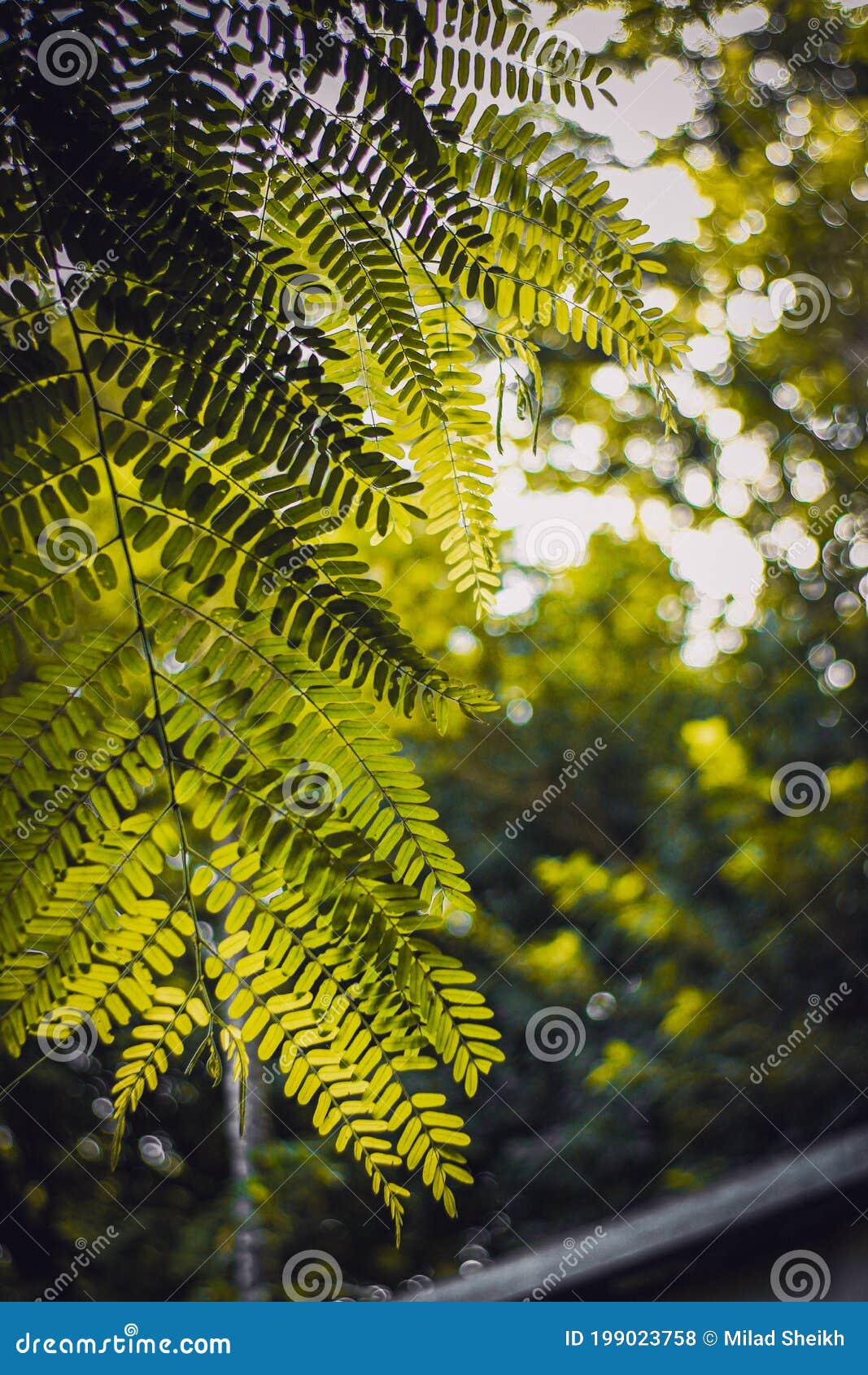 Tree leaf in the forest stock photo. Image of jungle - 199023758