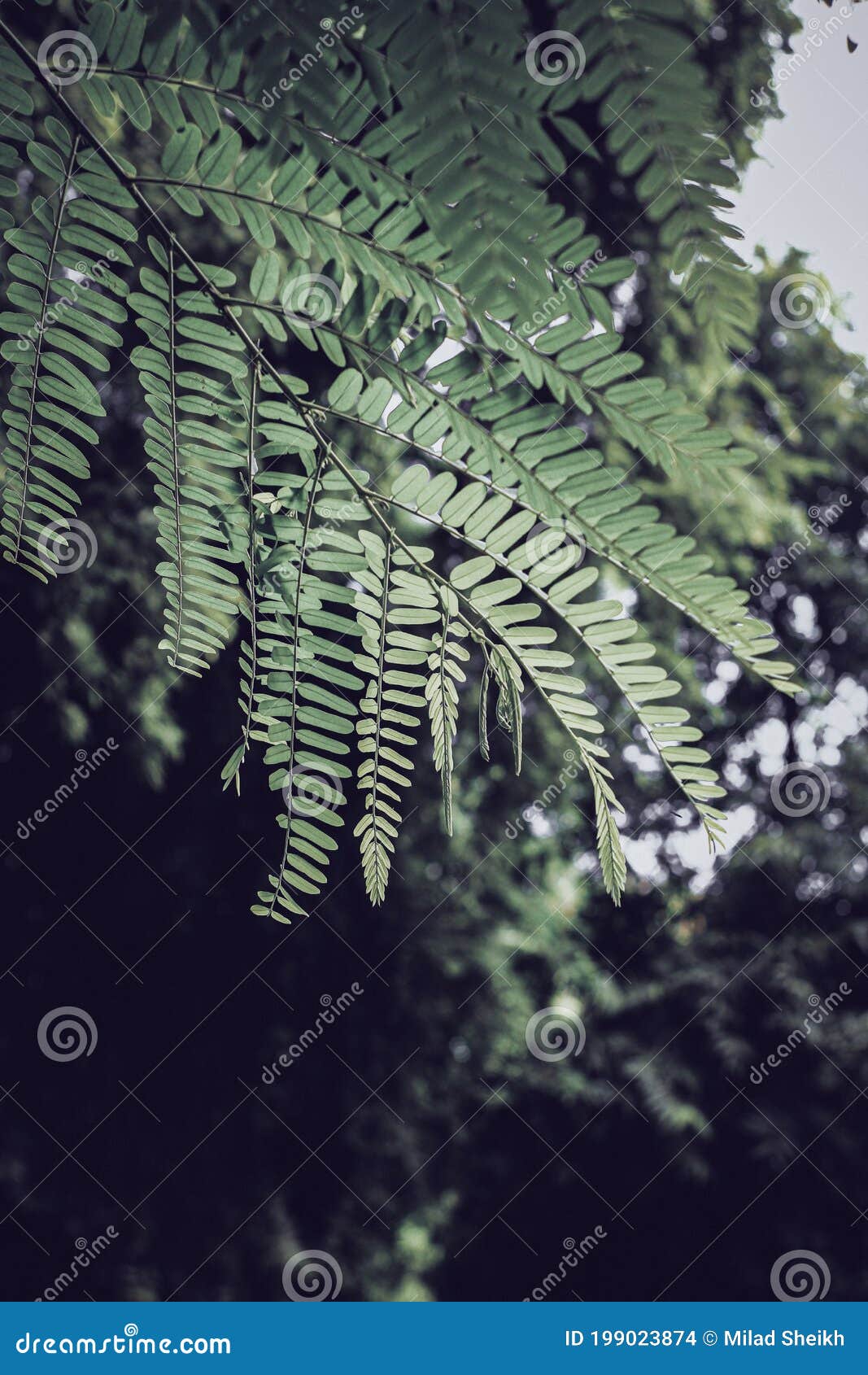 Tree leaf in the forest stock photo. Image of flower - 199023874