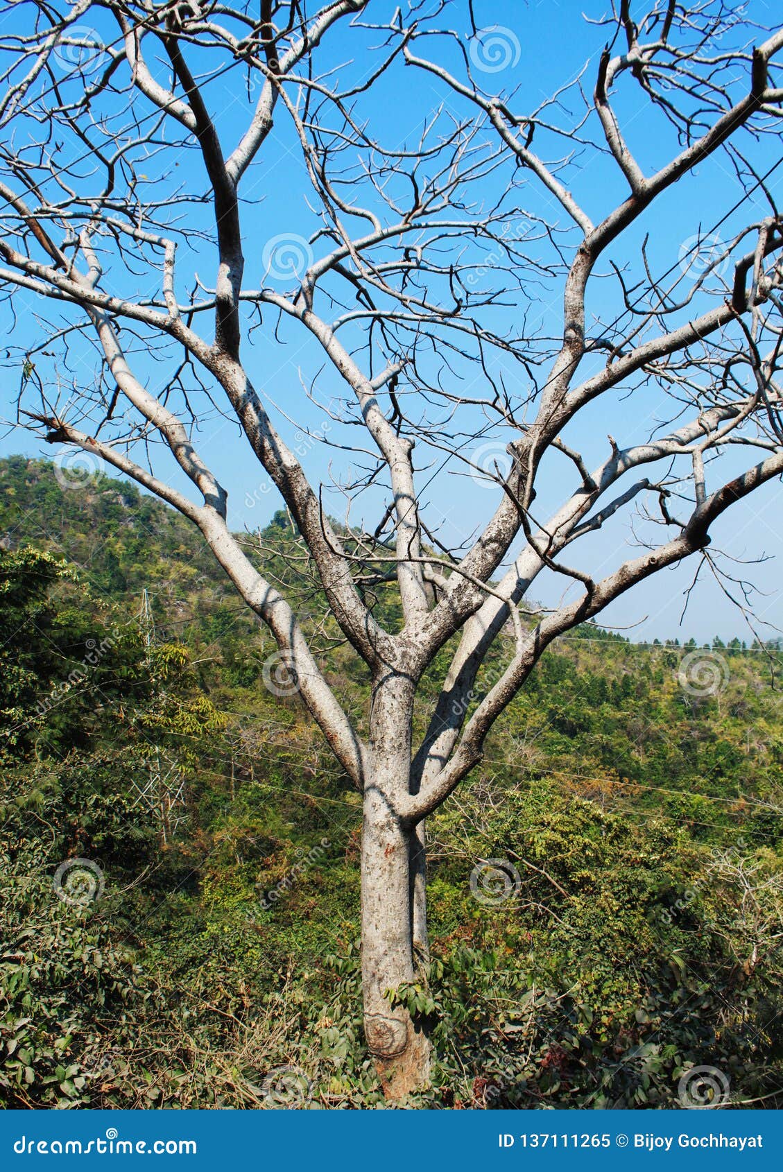 Tree without Leaf in a Forest Stock Image - Image of branch, outdoor ...