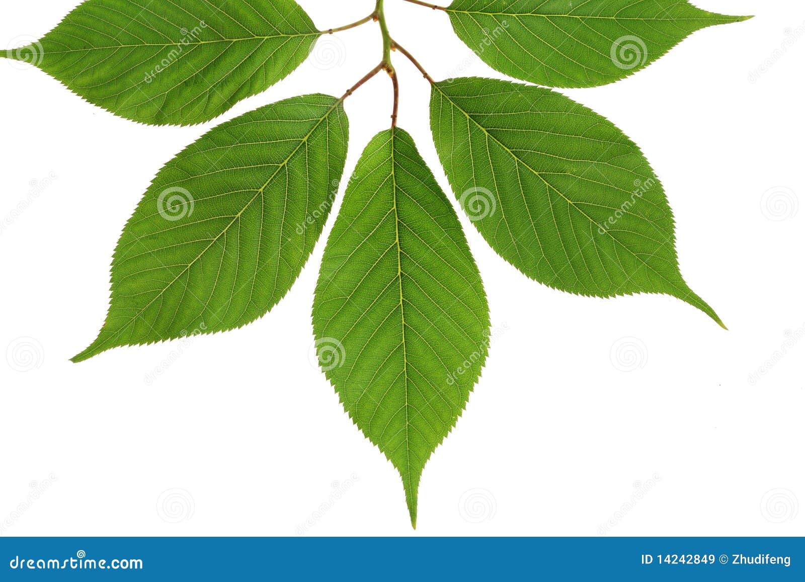 Tree leaf isolated stock image. Image of conservation - 14242849