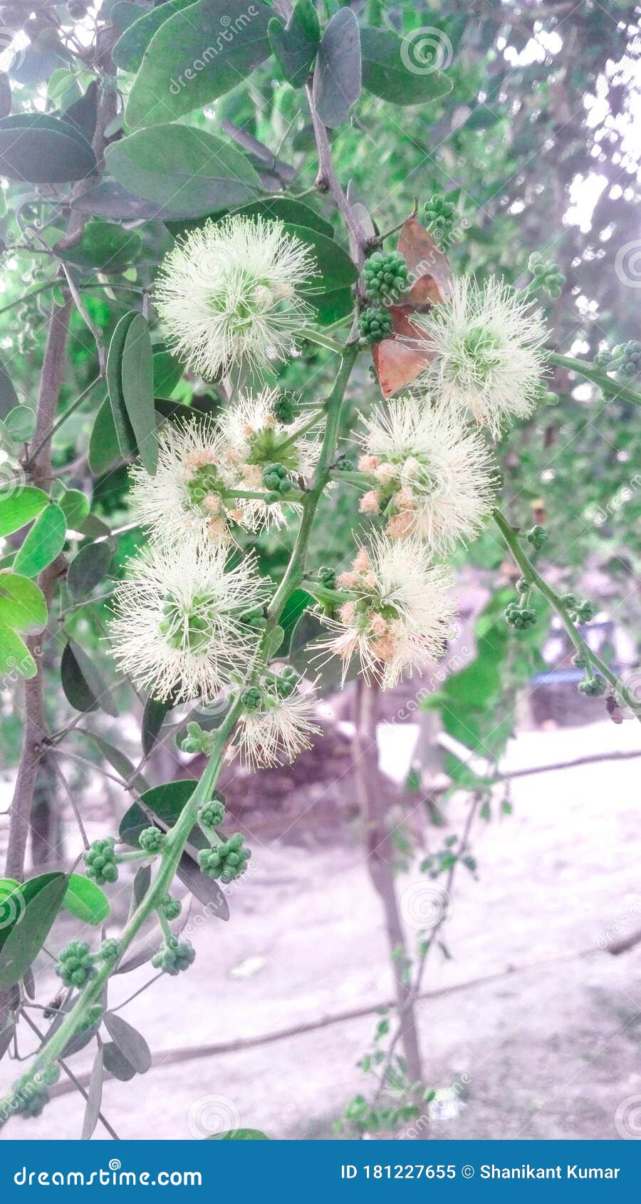 A Tree Leaf of Jalebi in India Stock Image - Image of tree, shnikant ...