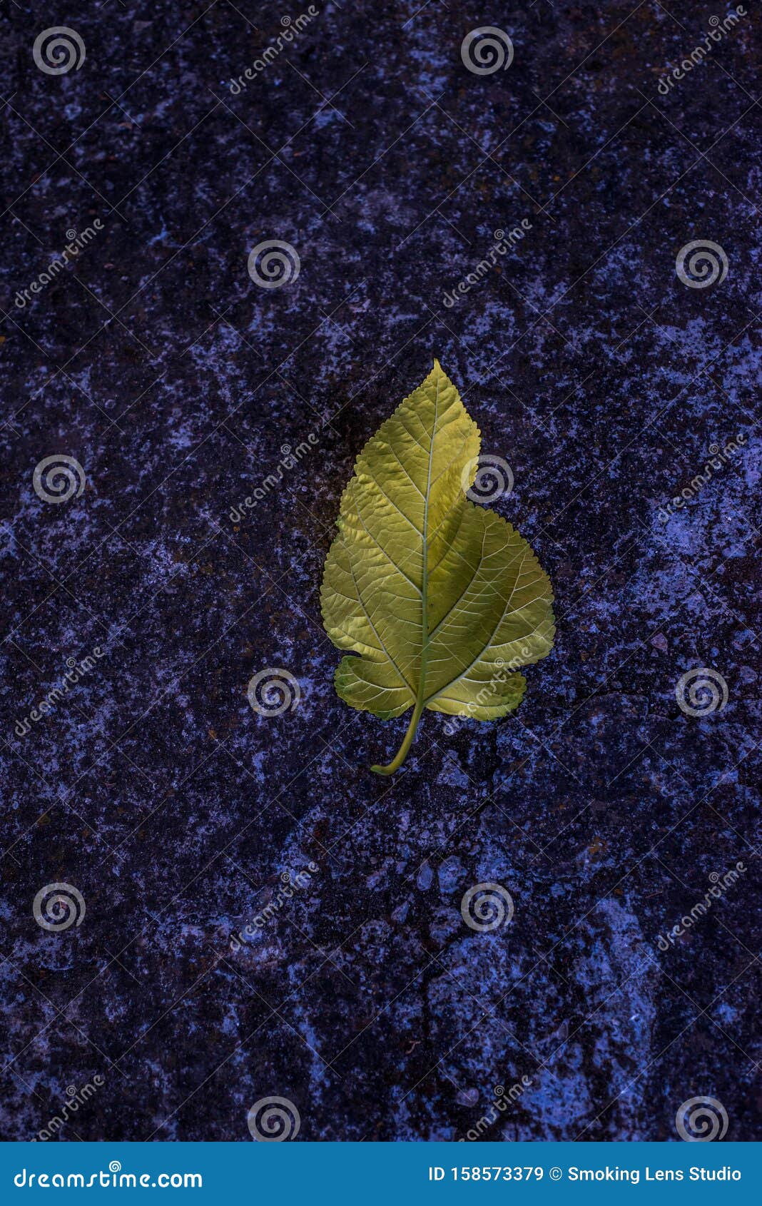 Single leaf on the ground stock image. Image of golden - 158573379