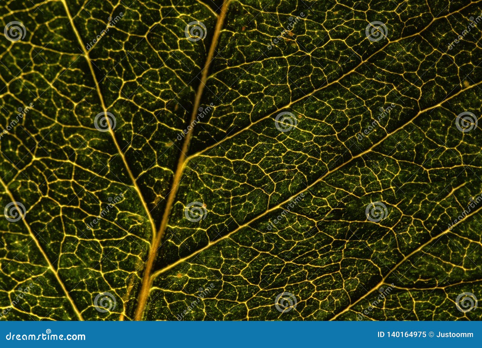 Tree Leaf Macrostructure Dry Tree Leaf Detail Green Camouflage Stock