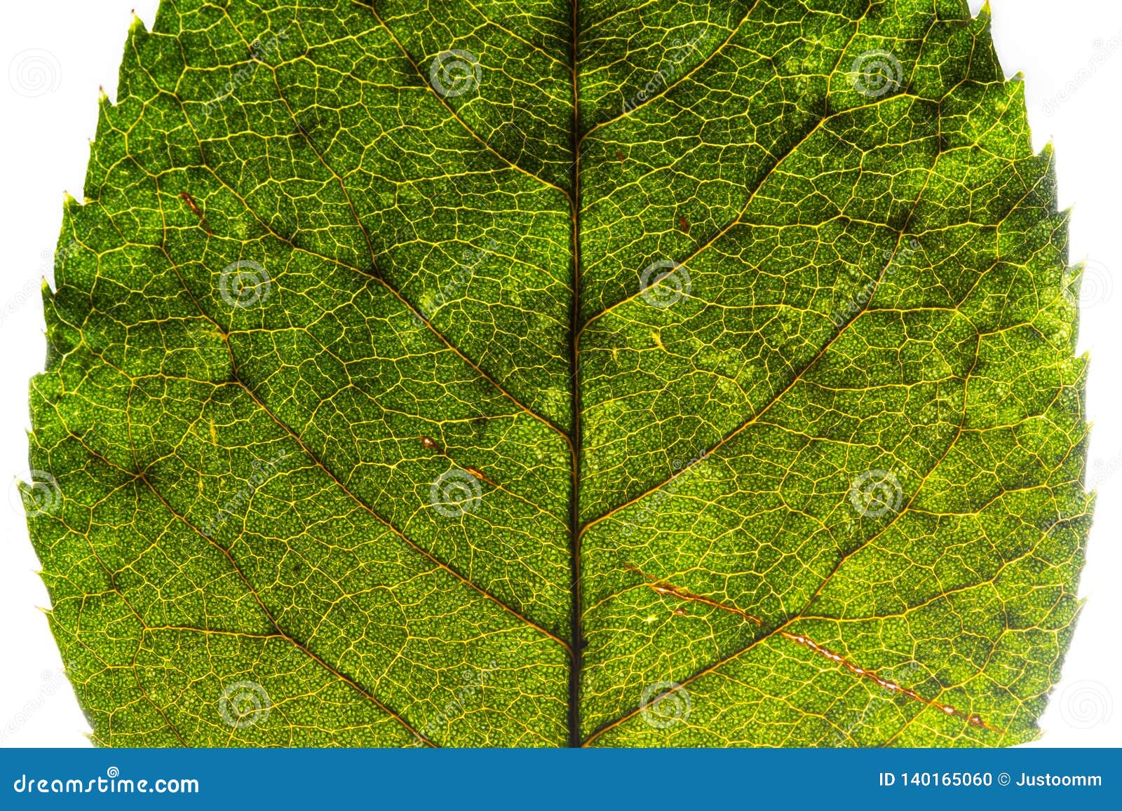 Tree Leaf Macrostructure, Dry Tree Leaf Detail Stock Photo - Image of ...
