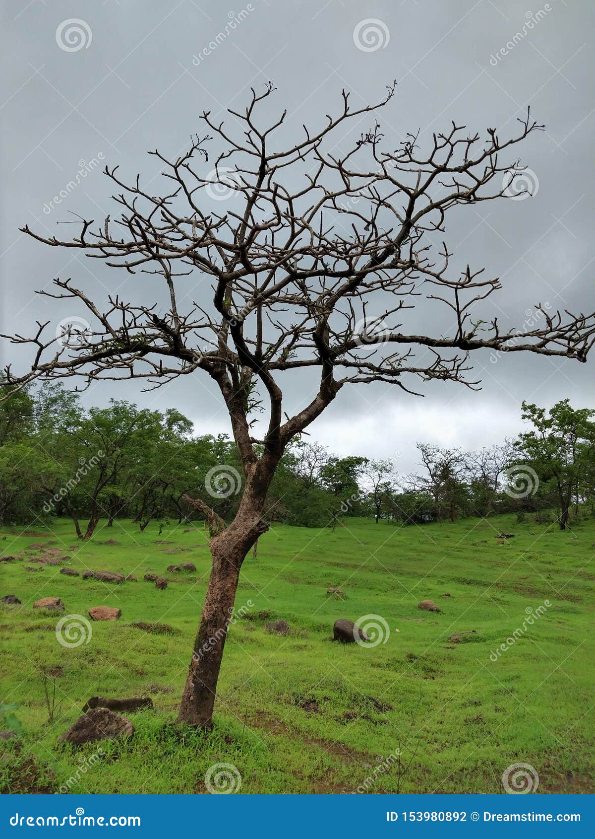 Tree without leaf monsoon stock photo. Image of shrub - 153980892