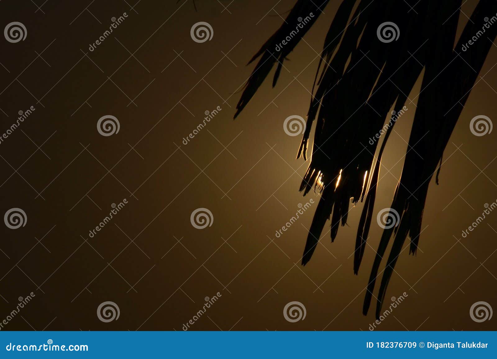 A Tree Leaf in Moonlight Night Stock Image - Image of tree, nature ...