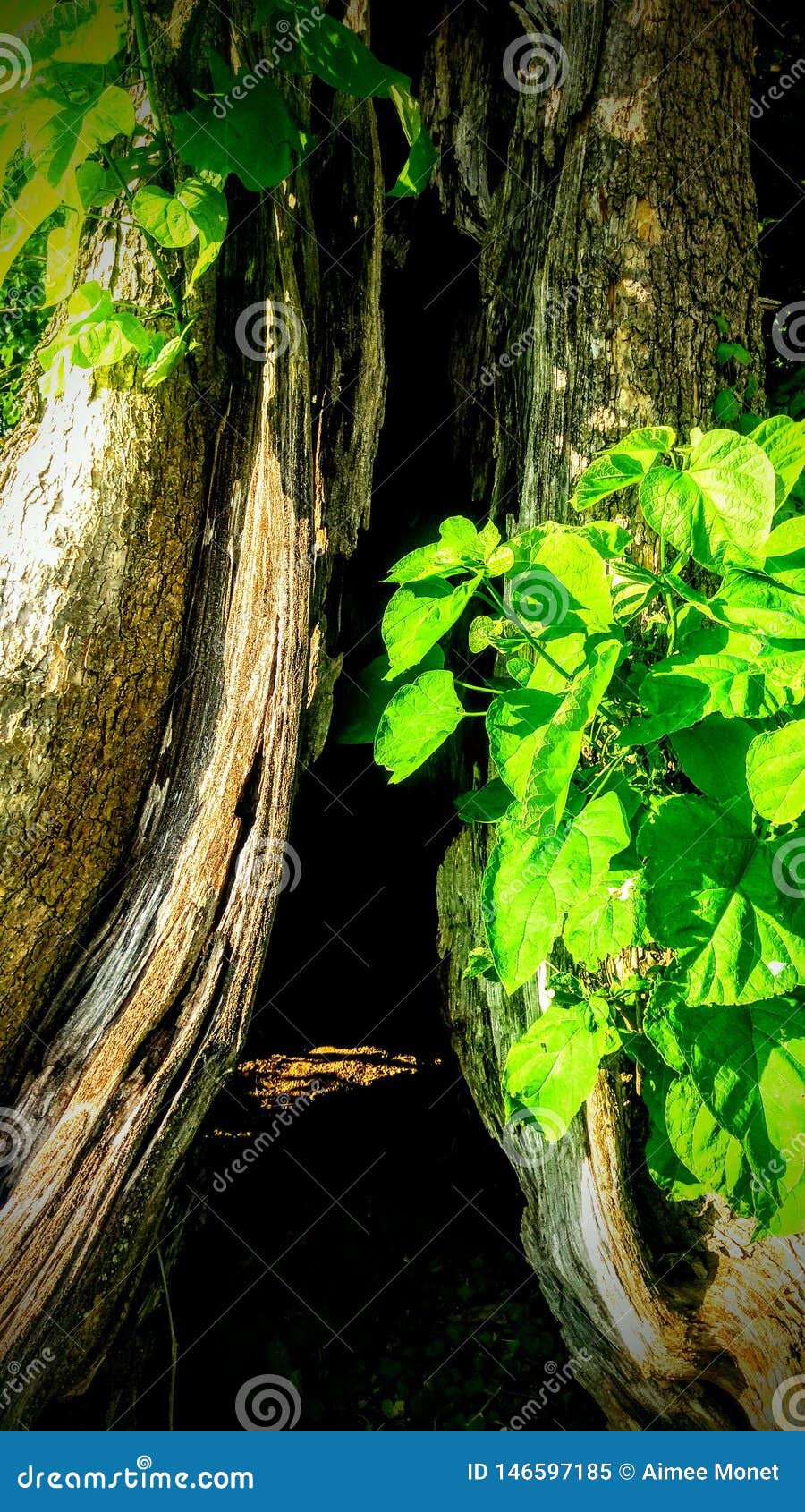 Hollowed Tree stock image. Image of wood, nature, leaf - 146597185