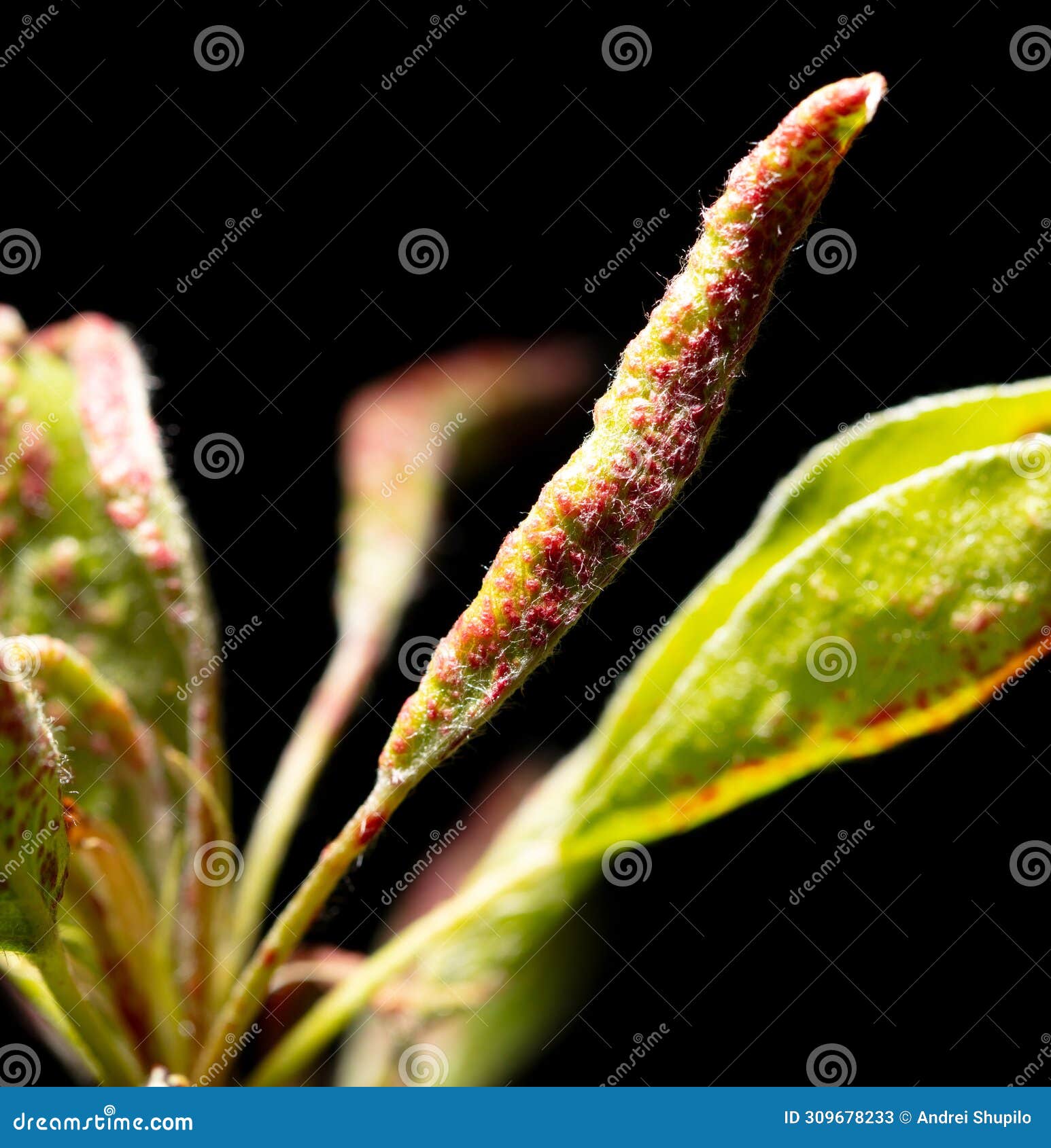 Tree Leaf with Red Dots Isolated on Black Background. Tree Disease ...