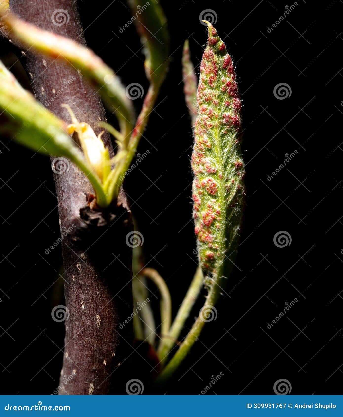 Tree Leaf with Red Dots Isolated on Black Background. Tree Disease ...