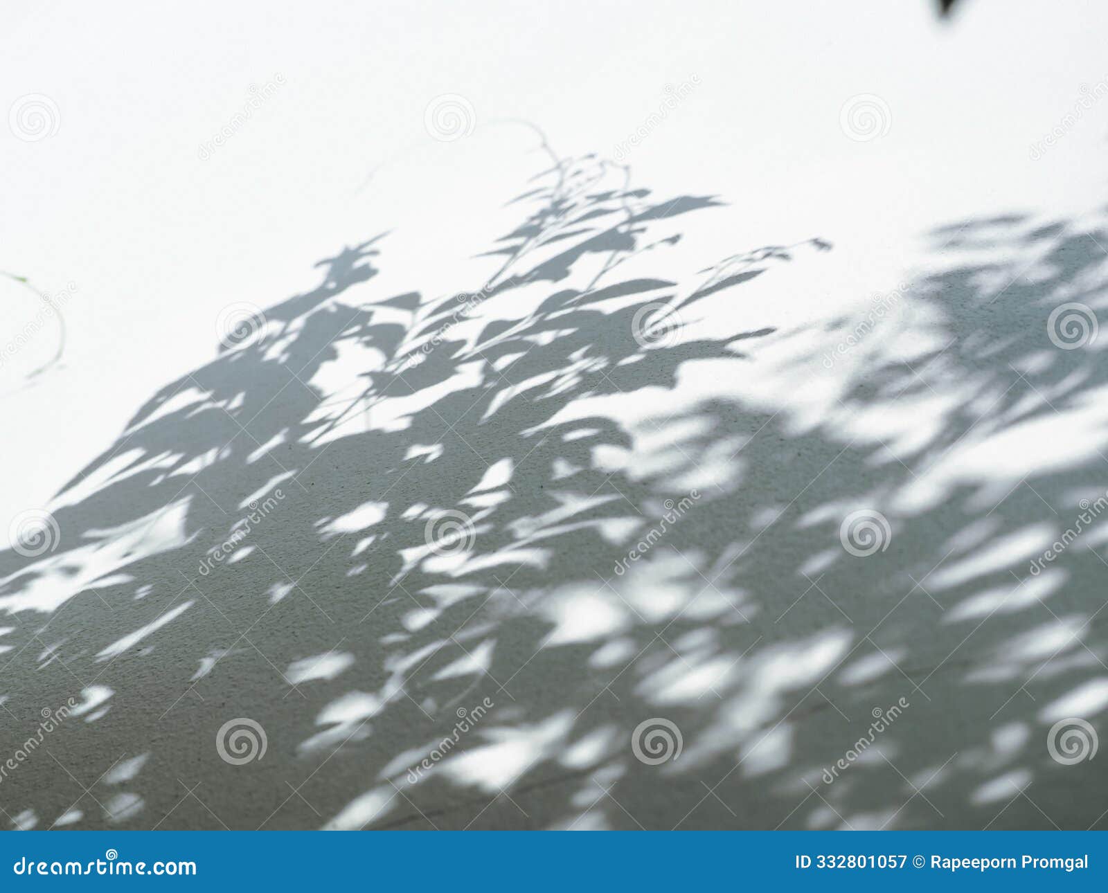 Leaf Shadow on White Wall at Home for Minimalist Background Stock Image ...