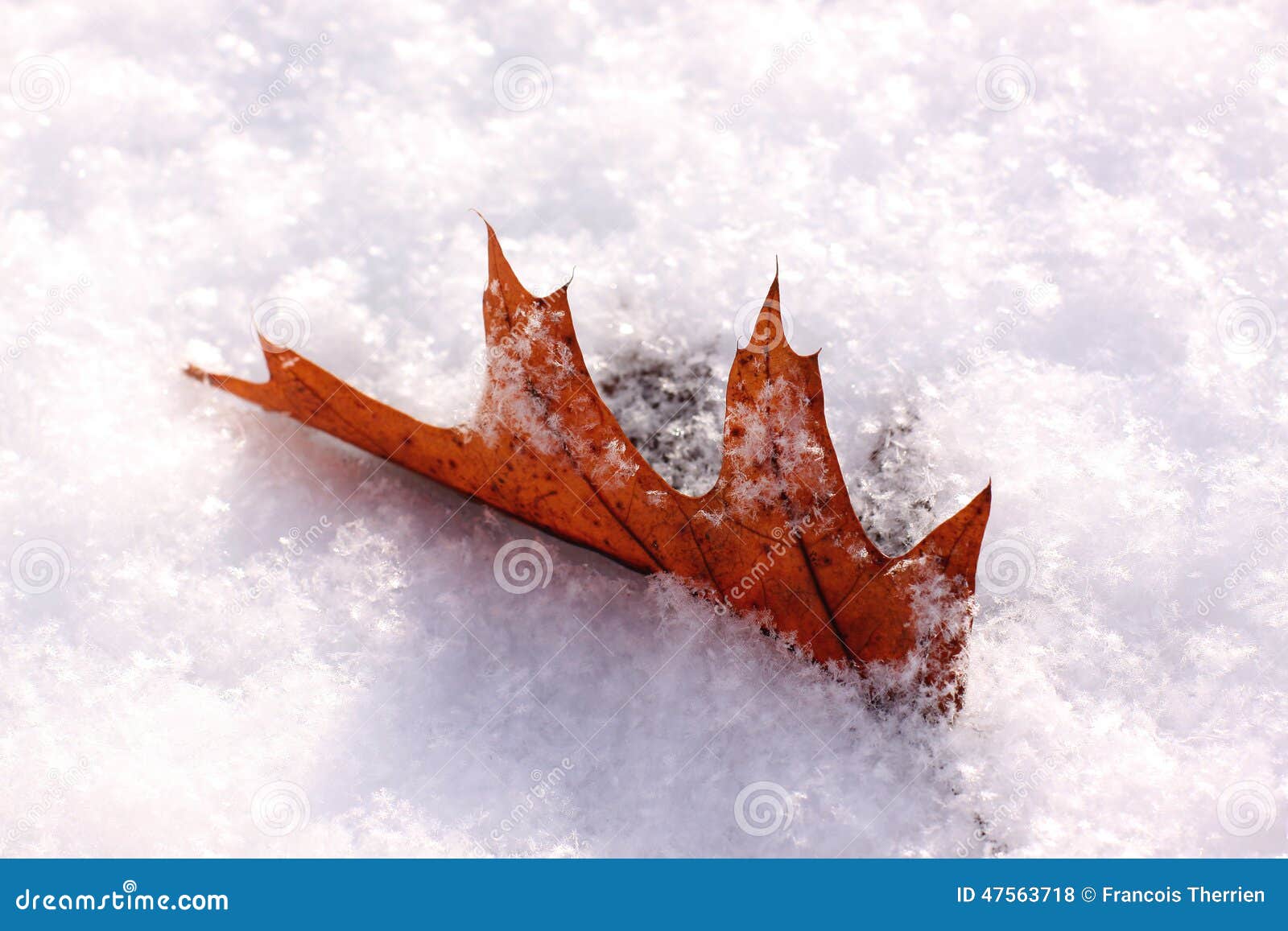 Tree leaf in the snow stock photo. Image of winter, color - 47563718