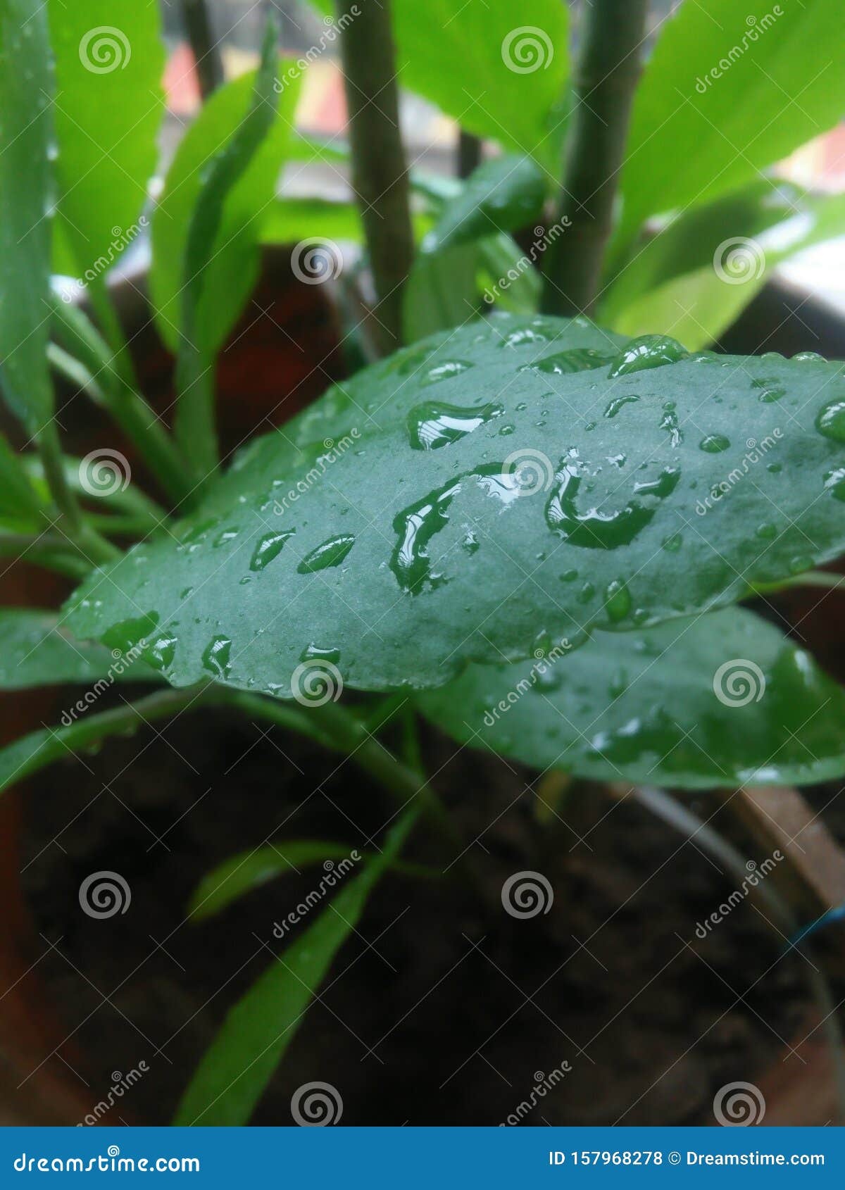Tree leaf soaked in water. stock photo. Image of background - 157968278