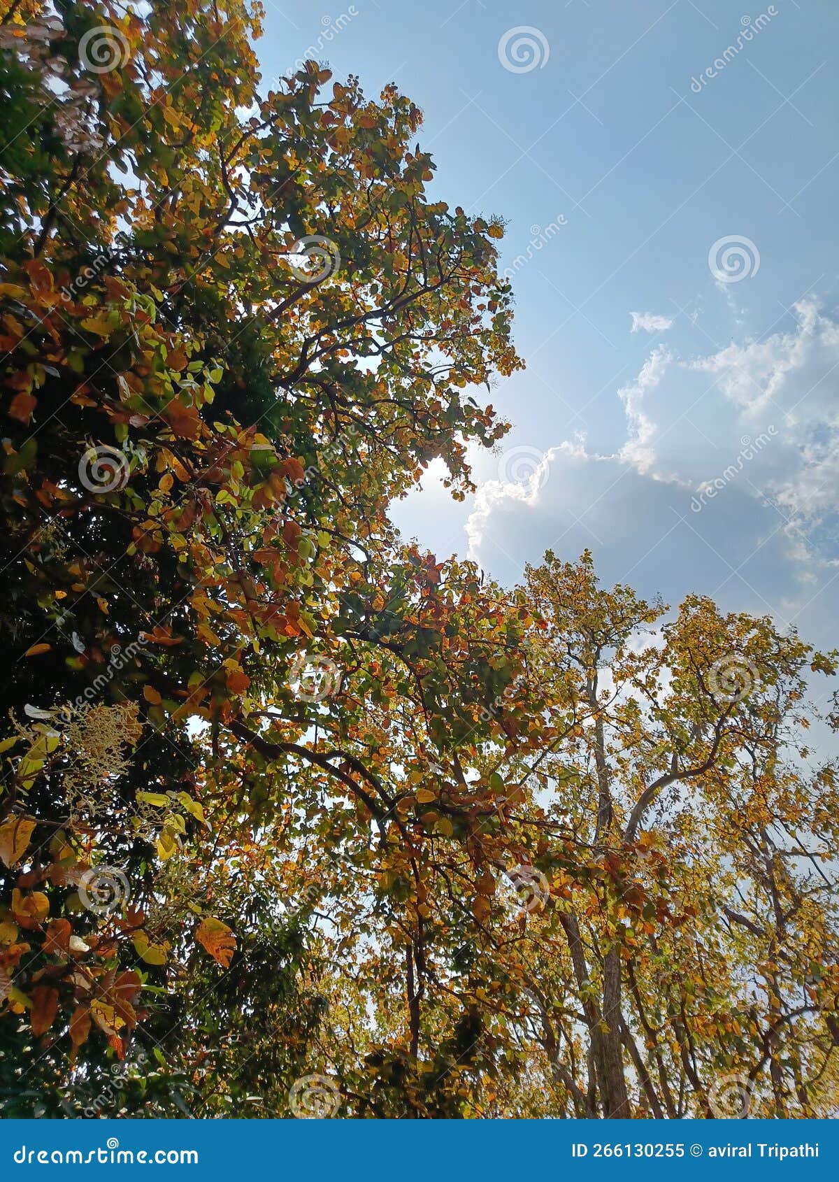 Tree Leaf Sun Shades Clouds Stock Image - Image of sunlight, tree ...
