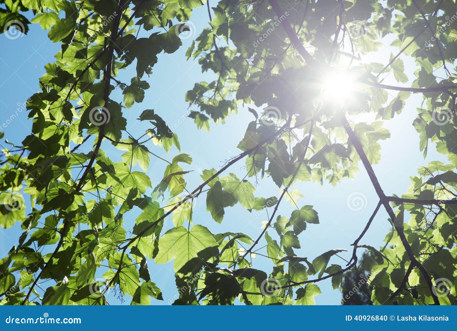 Tree with Leaf Sun Shine stock photo. Image of bright - 40926840