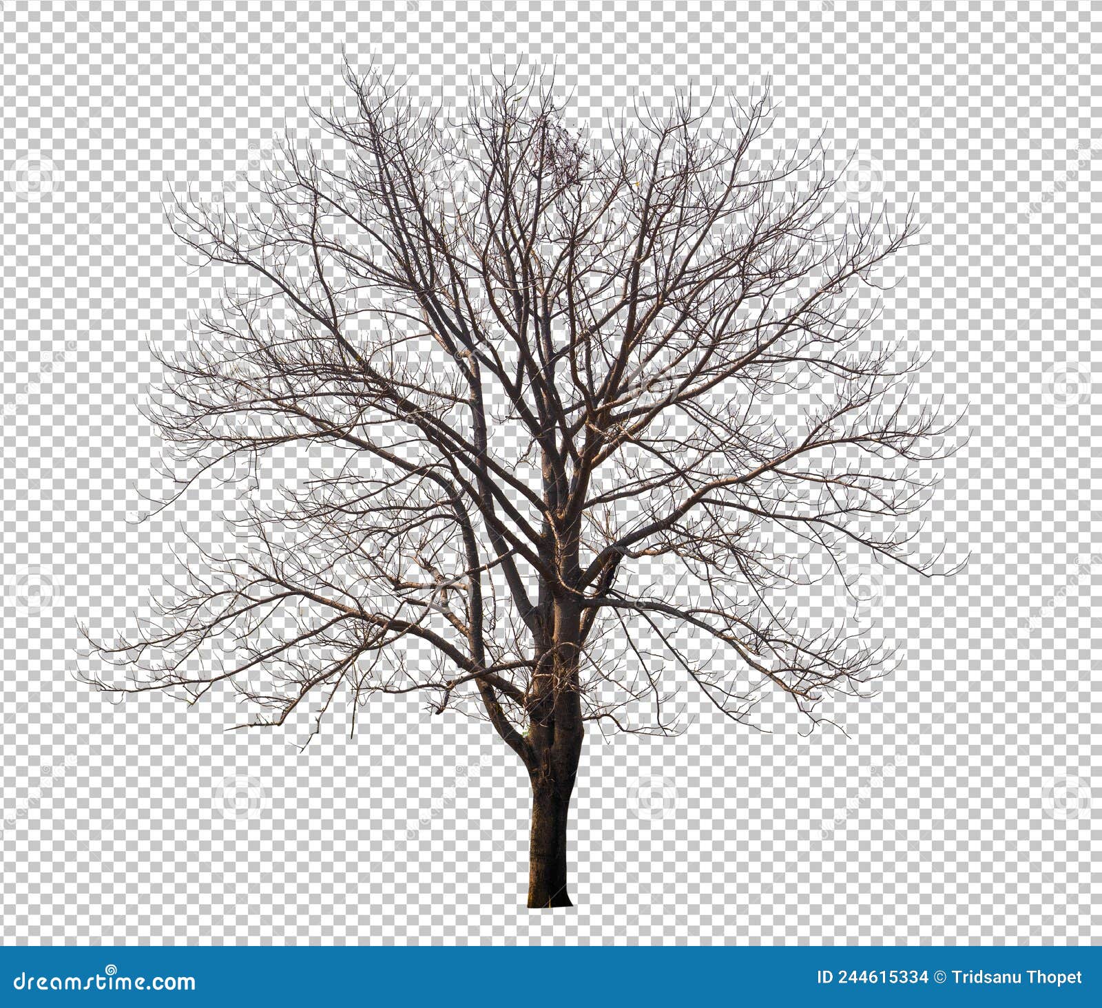 Tree without Leaf on Transparent Background Picture with Clippings ...