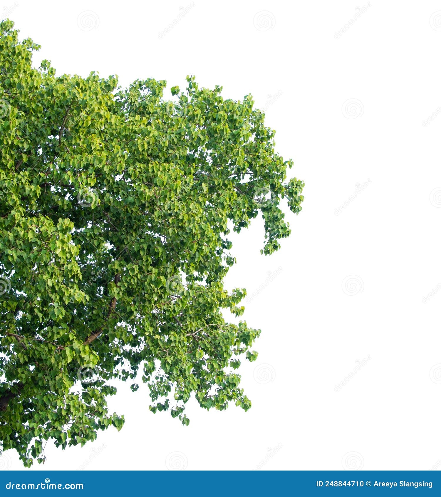 Tree Leaf of Tropical Plant, Small Leaves of Element Stock Photo ...