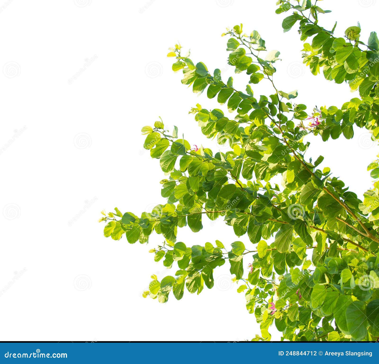 Tree Leaf of Tropical Plant, Small Leaves of Element Stock Photo ...