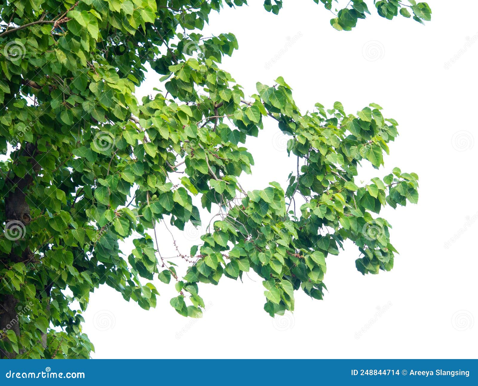 Tree Leaf of Tropical Plant, Small Leaves of Element Stock Photo ...