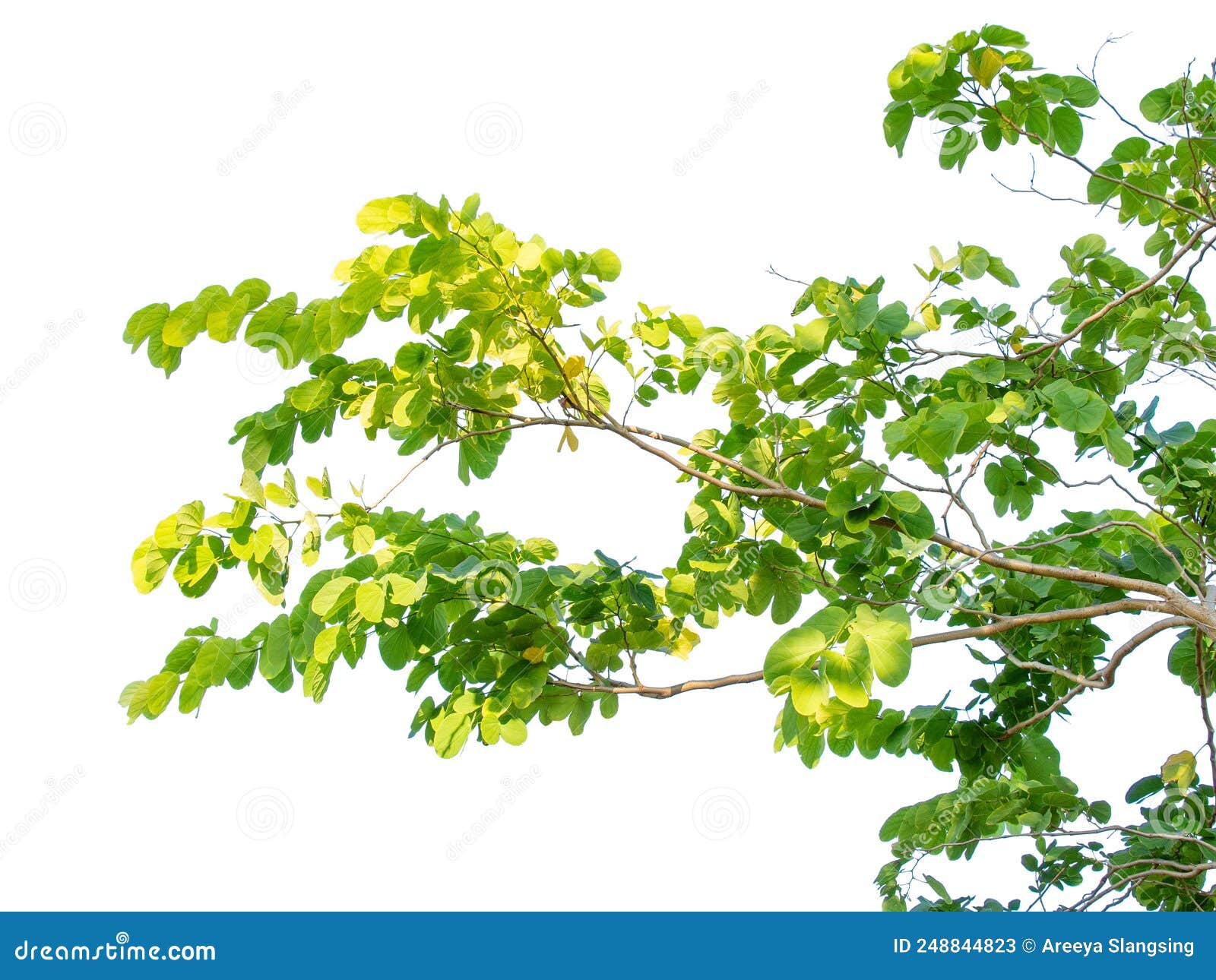 Tree Leaf of Tropical Plant, Small Leaves of Element Stock Image ...