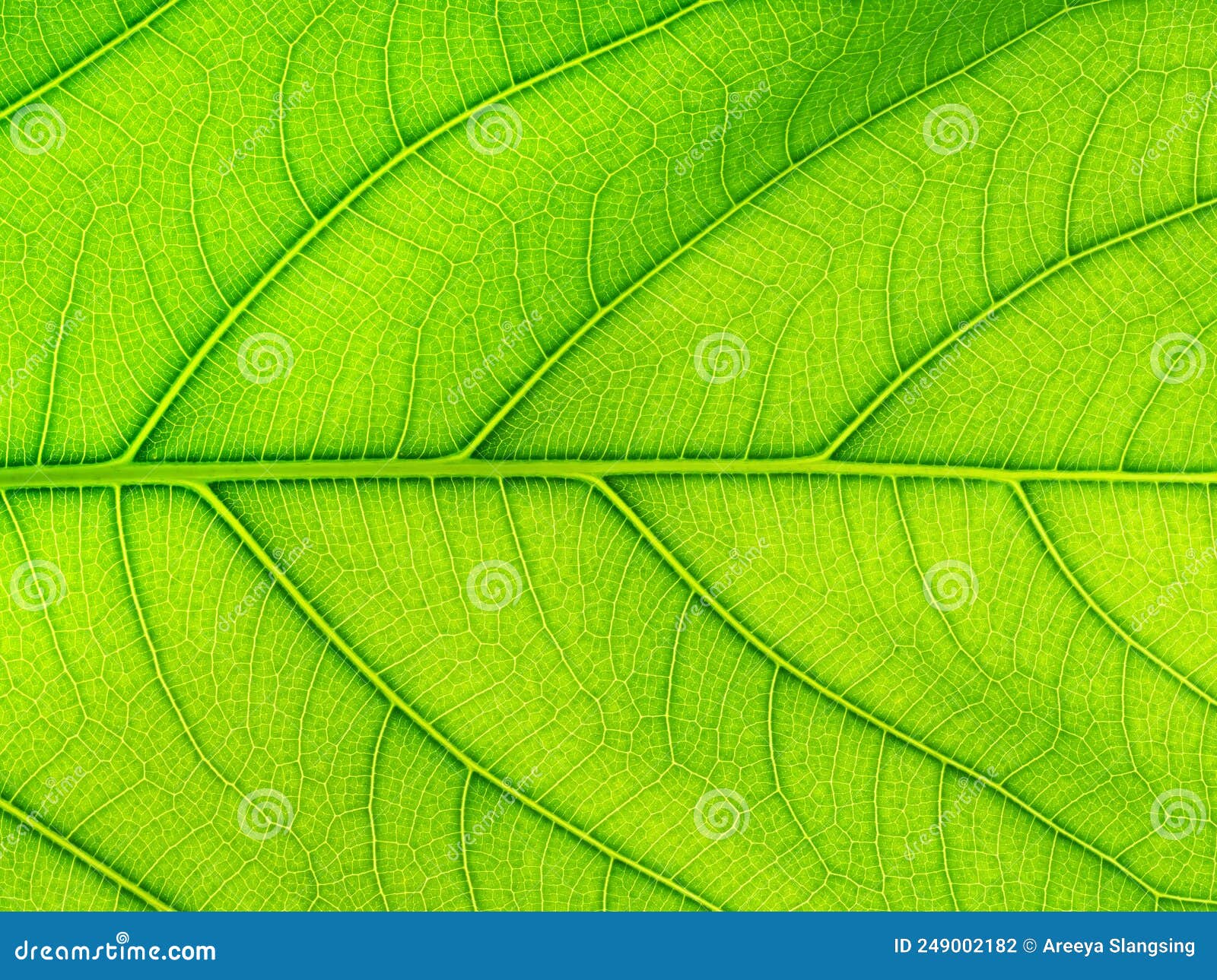 Tree Leaf of Tropical Plant, Texture of Small Leaves for Greeting Card ...
