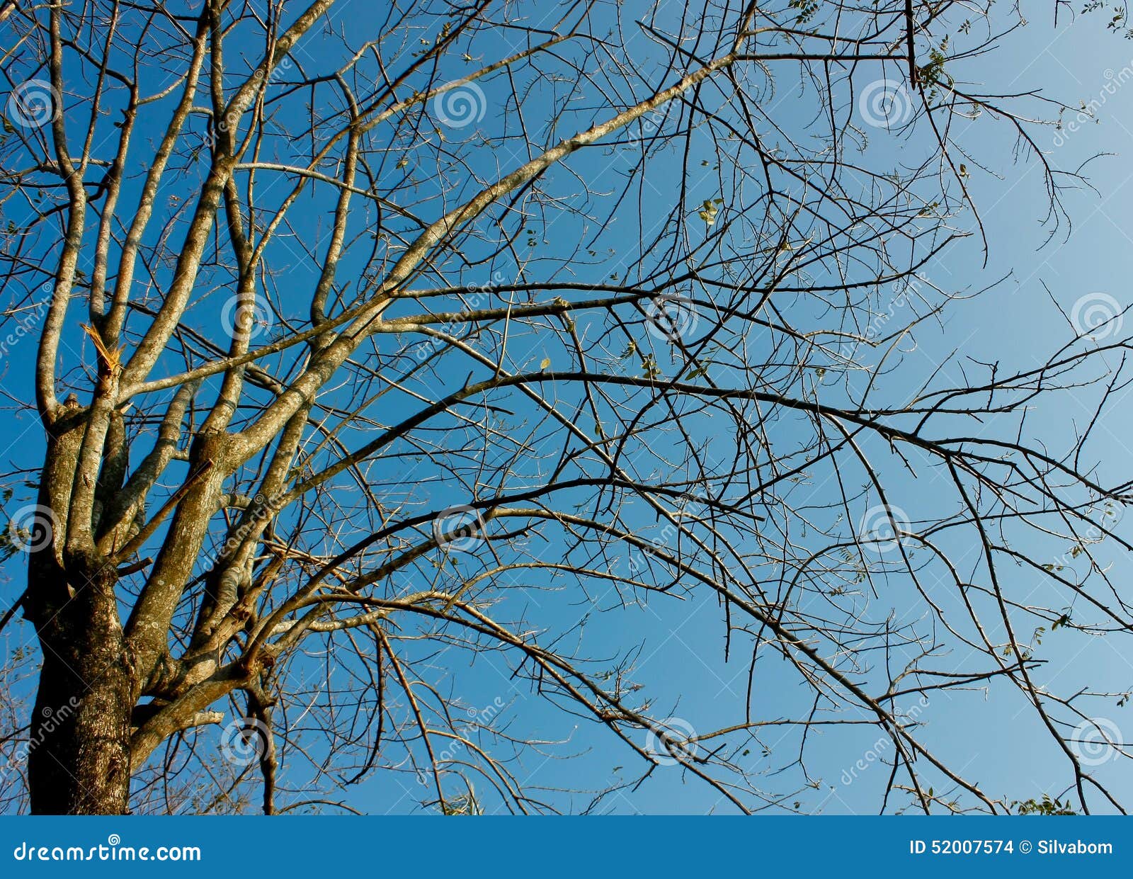 Tree with Leafless Limbs stock photo. Image of pattern - 52007574