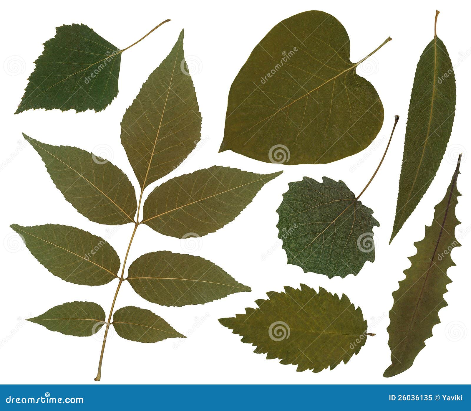 Tree leafs set stock image. Image of dried, collection - 26036135