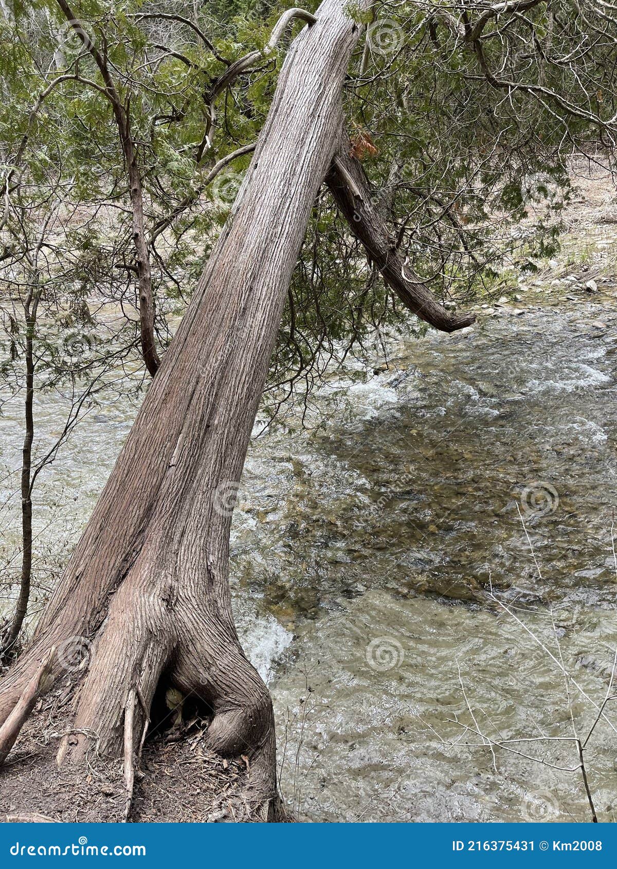Tree leaning over river stock image. Image of walking - 216375431
