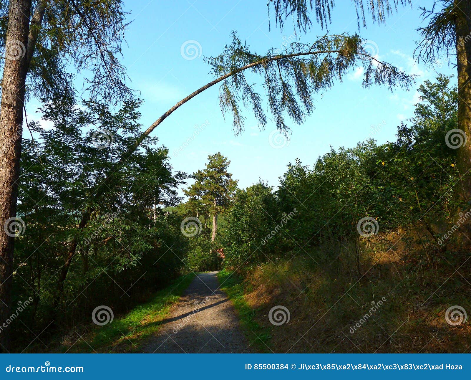 Tree leaning over a road stock photo. Image of leaning - 85500384