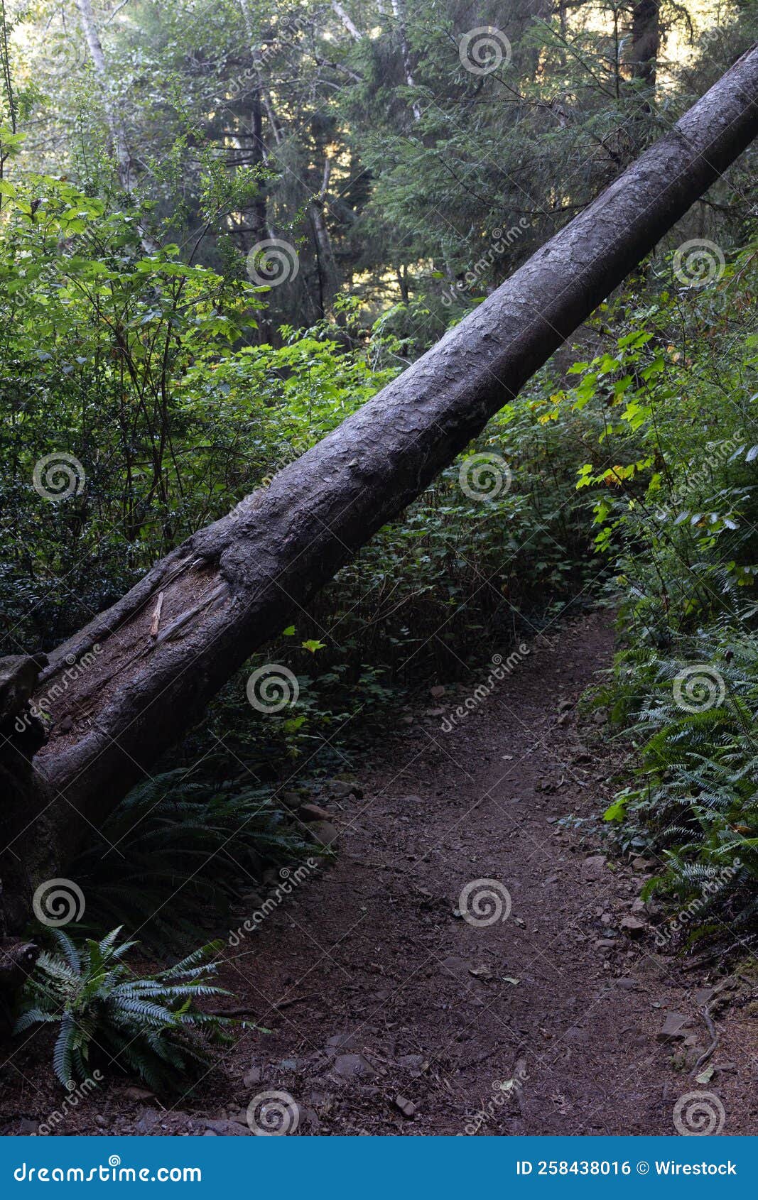 Tree Leaning Over the Small Alley in the Forest. Stock Photo - Image of ...