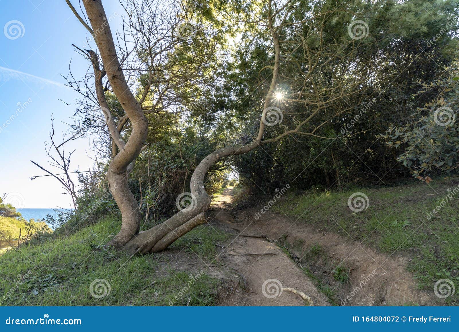 Tree Leaning with the Sun in the Background Stock Photo - Image of ...