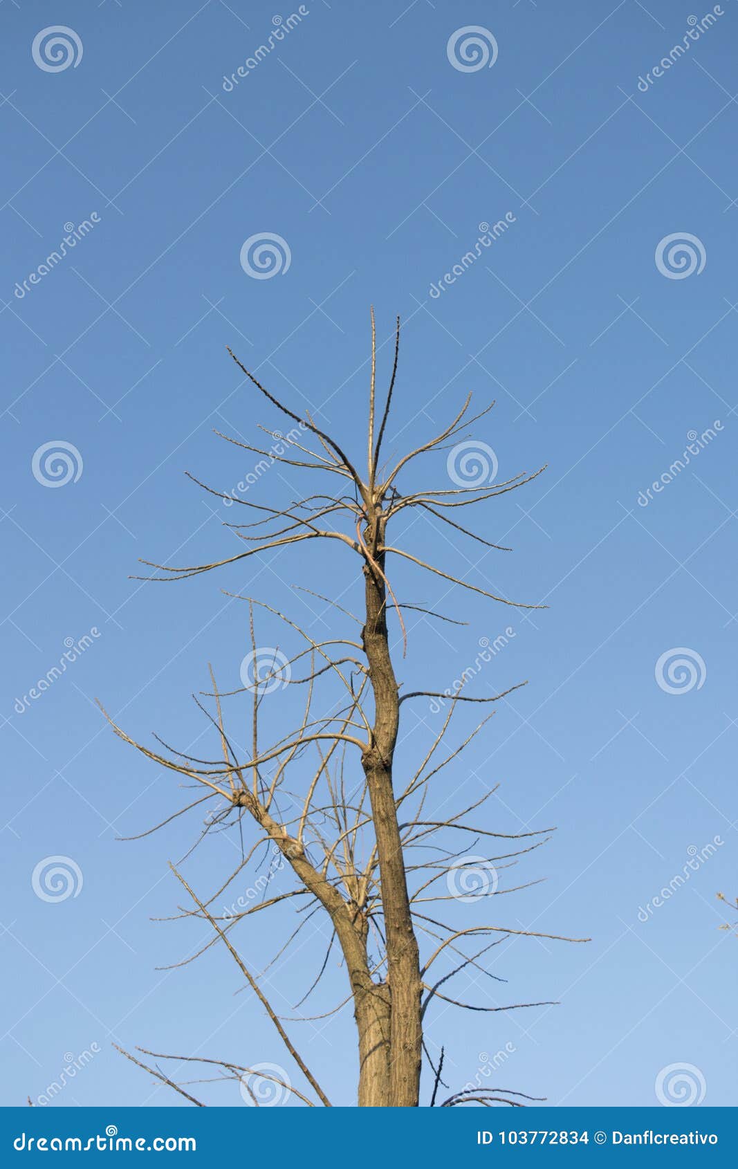 Tree Branches and Blue Sky stock photo. Image of park - 103772834