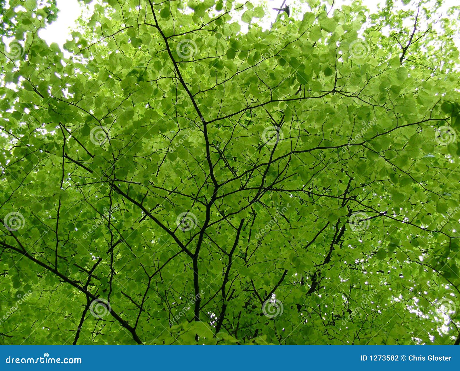 Tree leaves stock photo. Image of overlapping, leaf, vains - 1273582