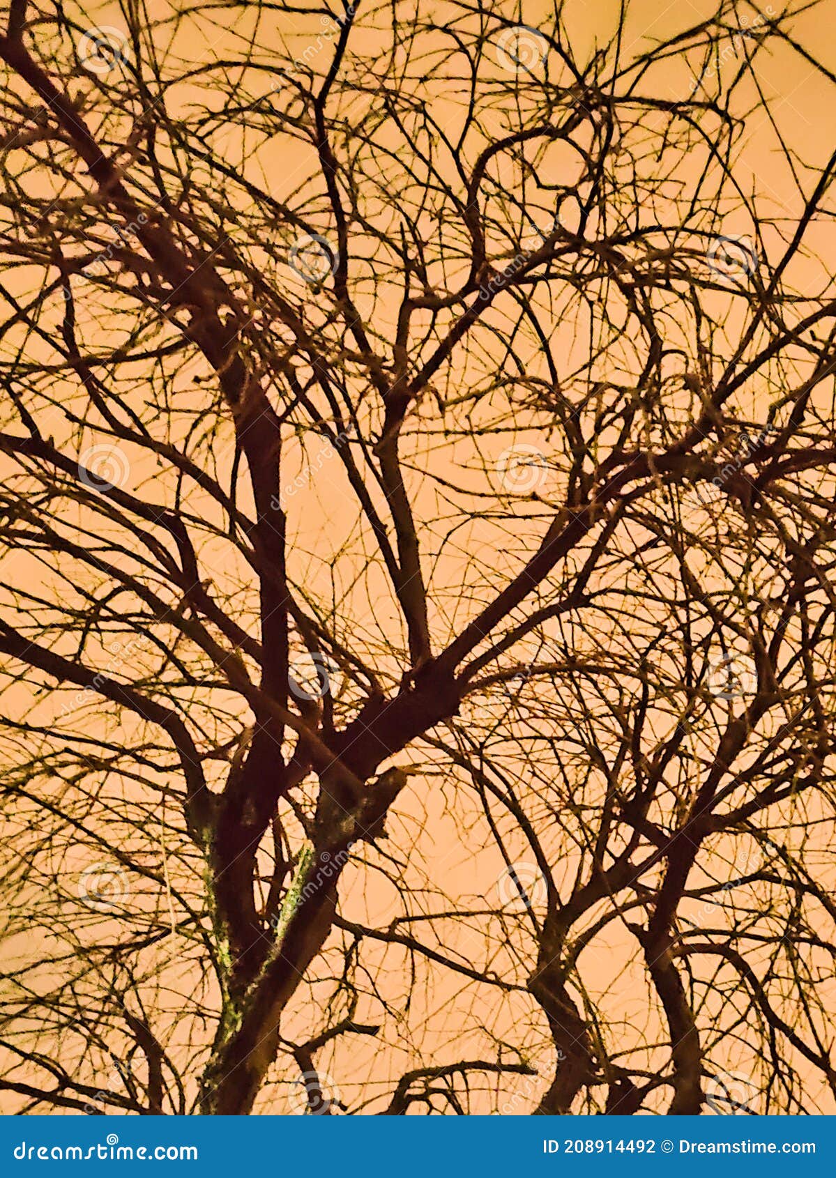 Tree without leaves stock photo. Image of trees, tree - 208914492