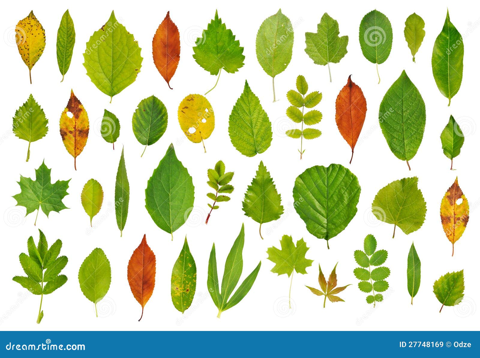 Tree leaves stock image. Image of multi, closeup, objects - 27748169