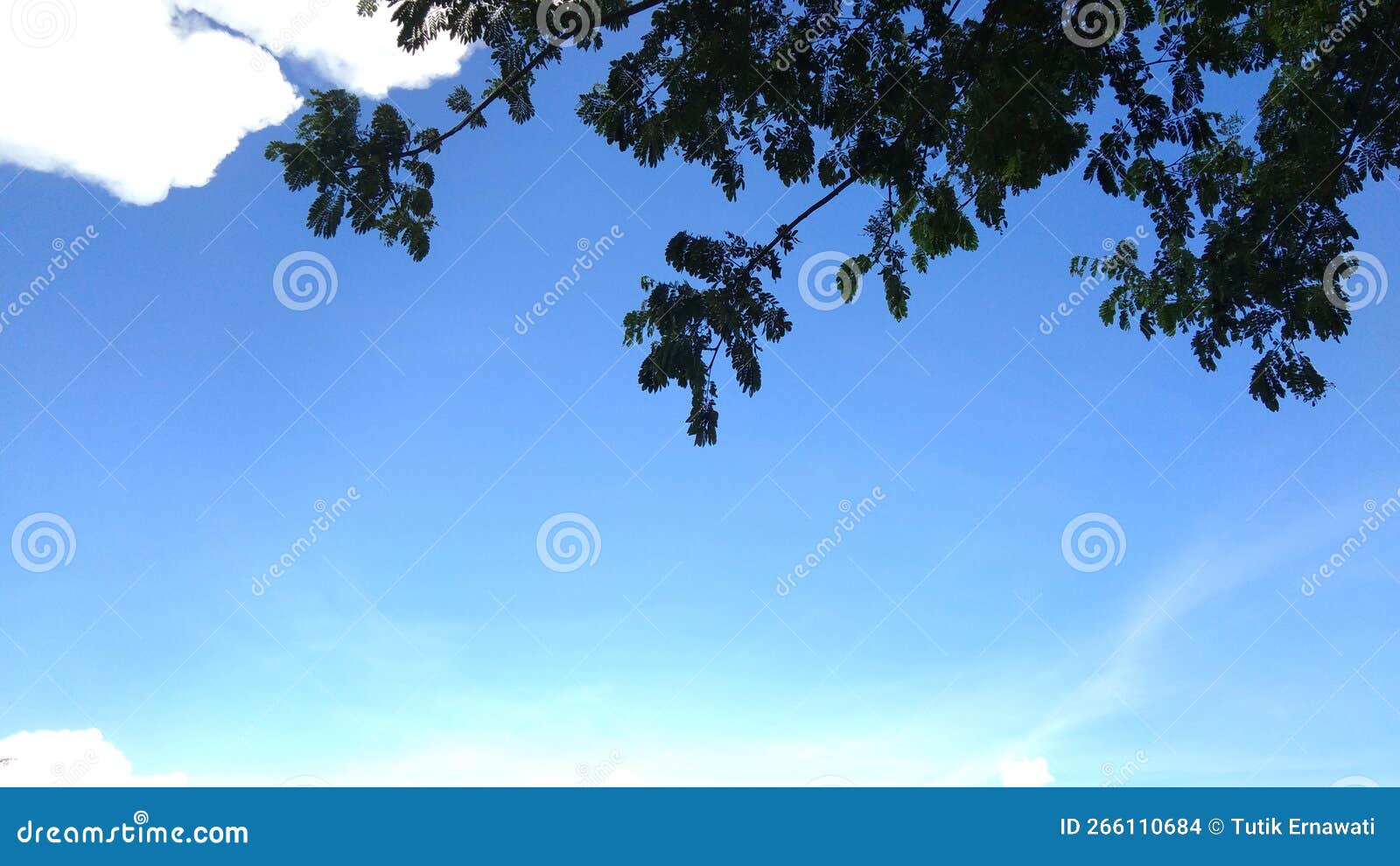 Tree Leaves Against a Blue Sky Background and White Cloud Stock Photo ...