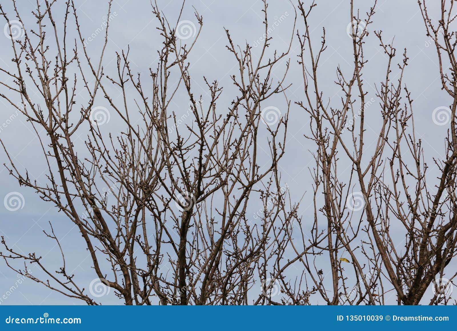 Tree without leaves stock image. Image of isolation - 135010039