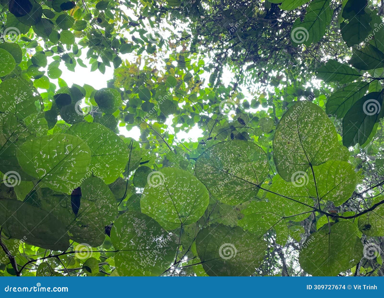 Tree Leaves and Art from Leaf Miners Stock Photo - Image of artwork ...
