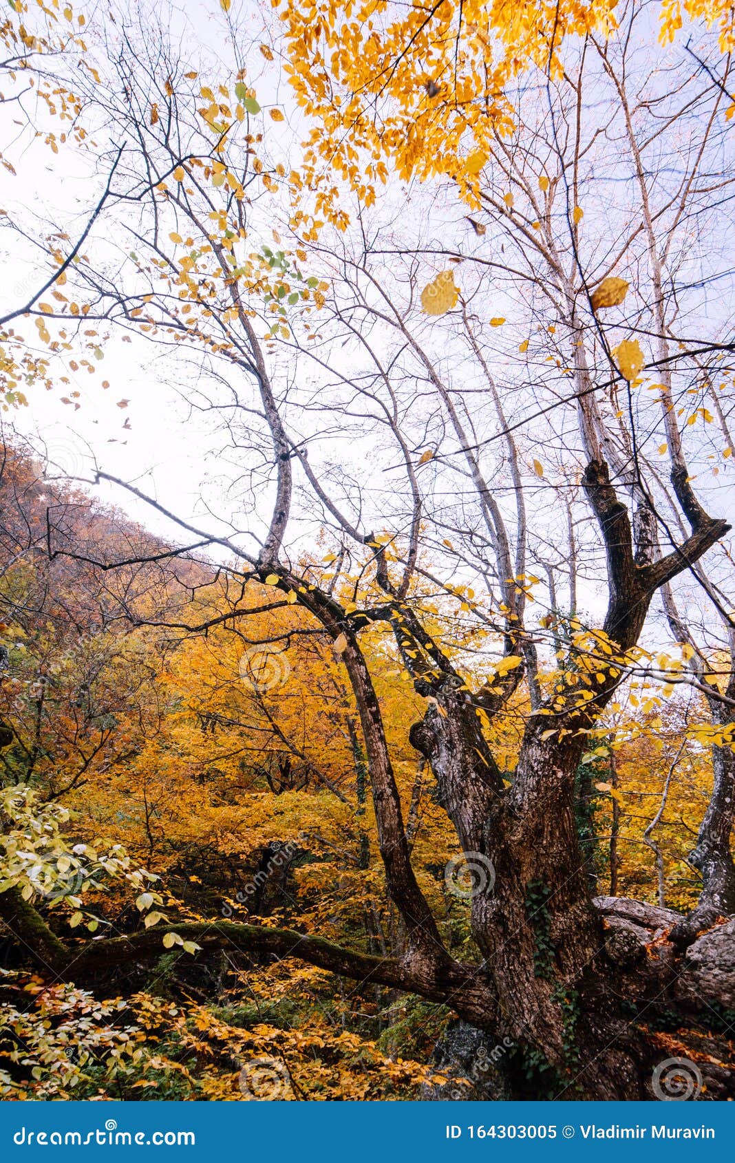Tree without Leaves in the Autumn Forest Stock Image - Image of tree ...