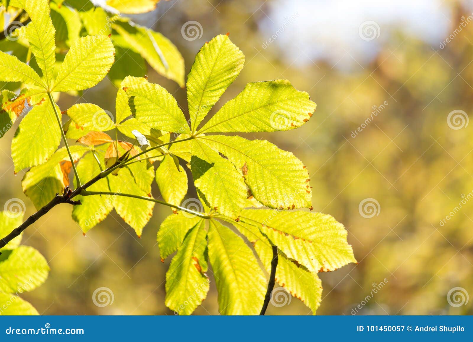 Tree leaves in autumn stock image. Image of macro, closeup - 101450057