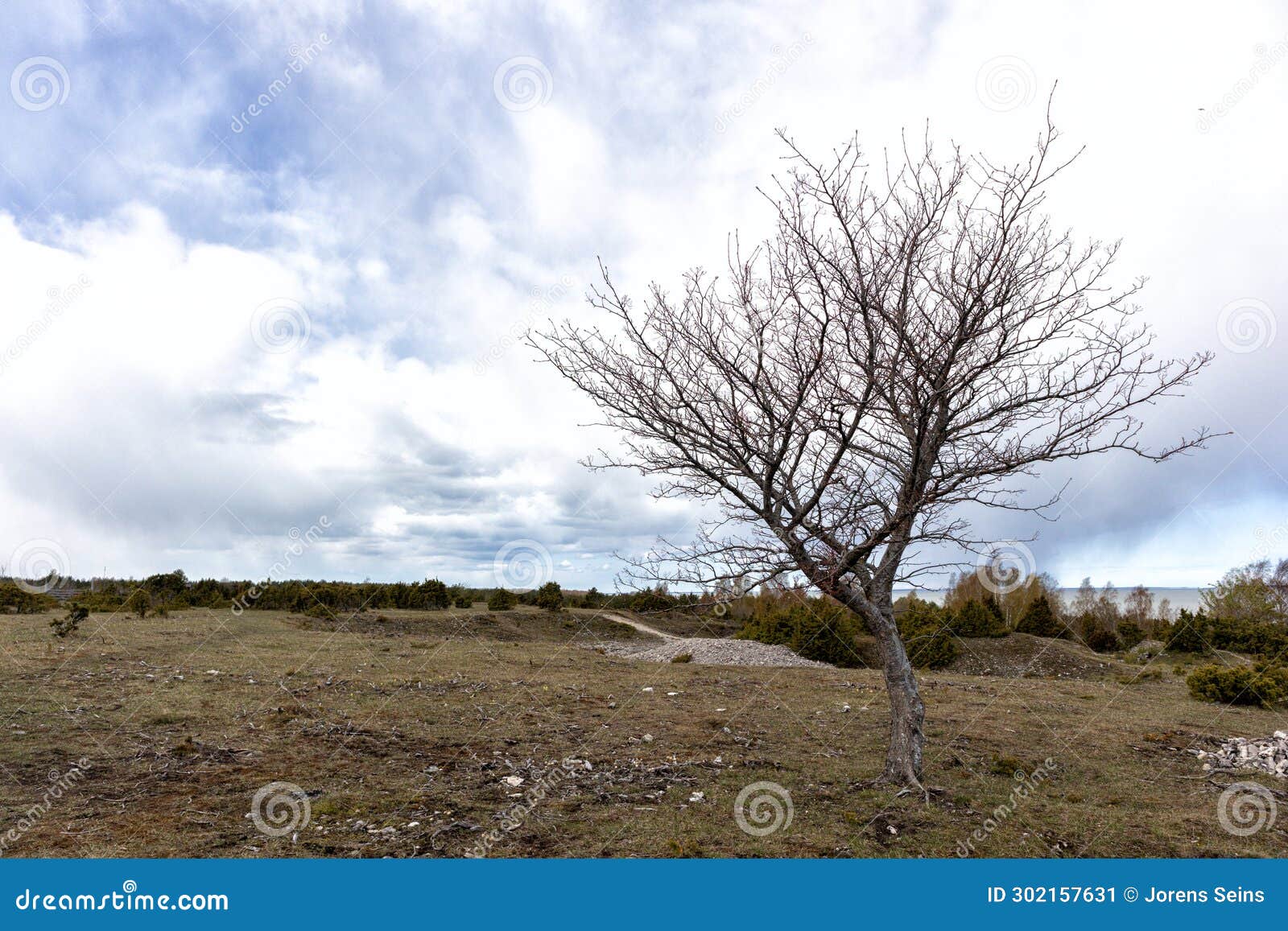 A Tree without Leaves on a Background of Small Juniper Trees with a ...